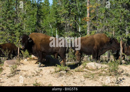 Wood bison (Bison athabascae) roaming Wood Buffalo National Park ...