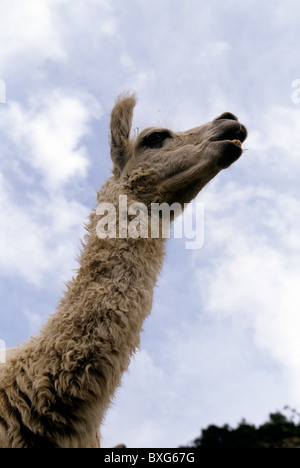 Alpaca Grazing on Ancient Incan Ruin Stock Photo - Alamy