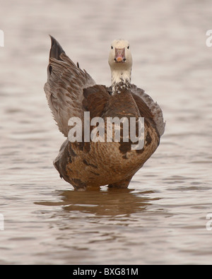 Snow Goose (Chen caerulescens), dark morph, flapping its wings to dry ...