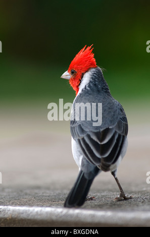 Red crested Brazilian Cardinal in Hawaii Stock Photo - Alamy