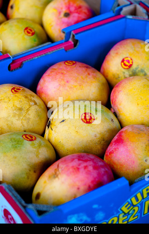 Yellow and red mangoes on pink background. Overhead shot. Exotic fruits ...
