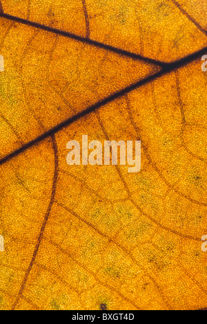 A closeup shot of a green with yellow fallen leaf on the ground Stock ...