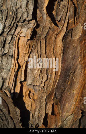 Falcon Lake, Whiteshell Provincial Park, Manitoba, Canada Stock Photo ...