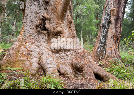 Bole and bark of Tingle tree Eucalyptus jacksonii showing shallow root system and lack of tap ...