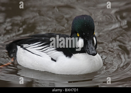 common goldeneye duck Stock Photo - Alamy