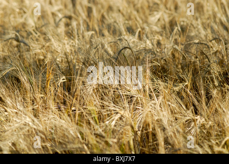 agriculture, grain, corn field, agricultures, grains, corn fields Stock ...
