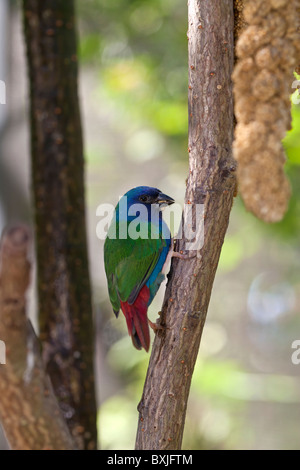 Perched in a tree a Forbes Parrot Finch in Florida Stock Photo - Alamy