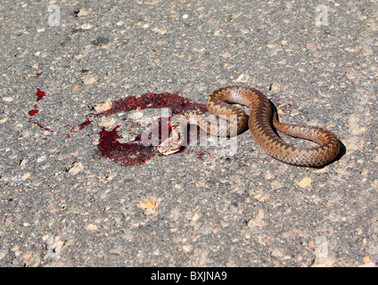 A dead snake crushed on asphalt road Stock Photo - Alamy