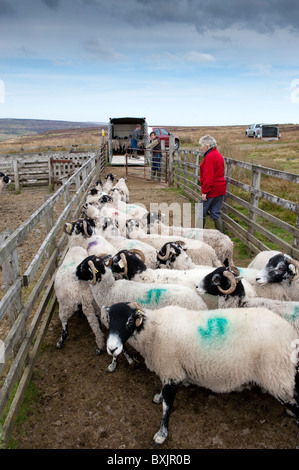 Sheep farming, hill farmer loading Swaledale flock from pens onto ...