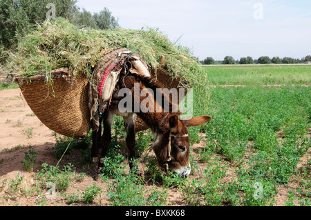 Donkey grazing, Sous Plain Stock Photo - Alamy