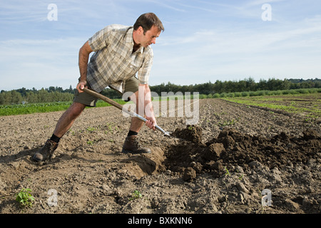 Man digging in the soil with spade, growing Kohlrabi (German turnip ...