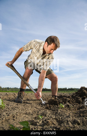 Man digging in the soil with spade, growing Kohlrabi (German turnip ...
