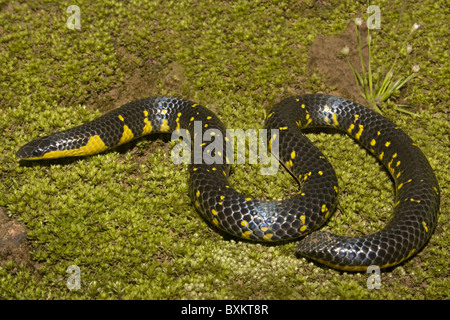 The image of Bombay Shieldtail Snake (Uropeltis macrolepis) in matheran ...