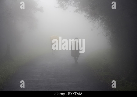 People are walking through mist at Amboli, India Stock Photo - Alamy