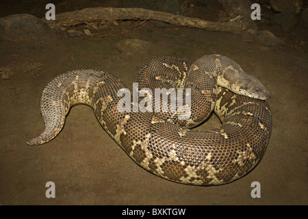 COMMON SAND BOA. Gongylophis conicus. non venomous, common Stock Photo ...