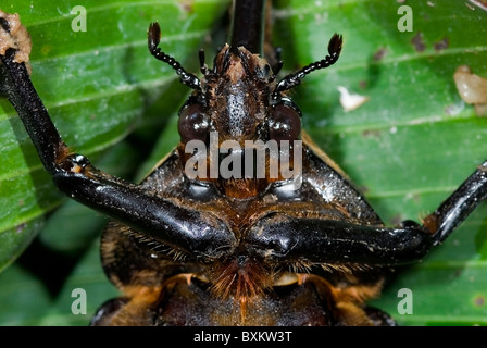 A large male Hercules Beetle, Dynastes hercules, in Tortuguero National ...