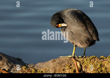 American Coot Preening Stock Photo - Alamy