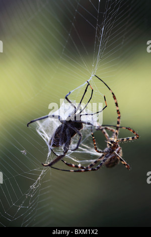 Spider wrapping up a big bug Stock Photo - Alamy
