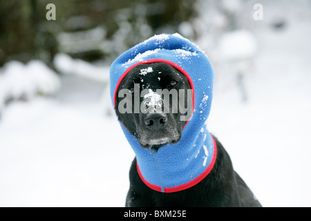 Domestic dog wears balaclava to keep warm in the snow in winter Stock ...