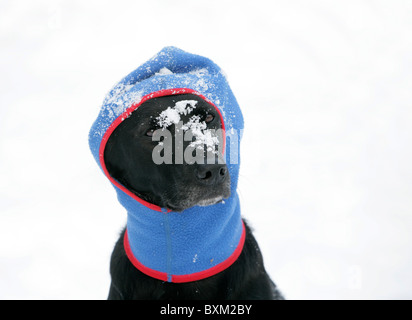 Domestic dog wears balaclava to keep warm in the snow in winter Stock ...
