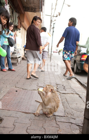 Crab-eating Macaque monkeys run rampant in the town of Lopburi ...