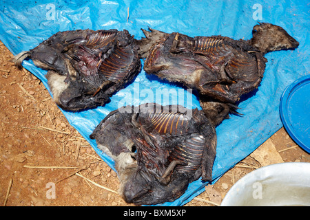 Bush meat at the market in Ouesso, Republic of Congo, Africa Stock ...