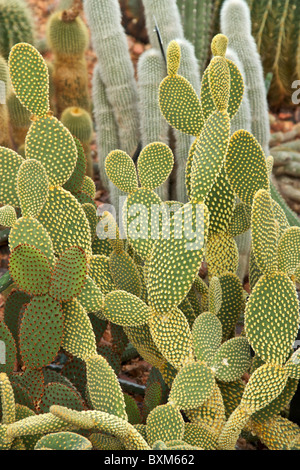 Prickly Pear (Opuntia spp) cactus pads in the snow, Zion National Park ...