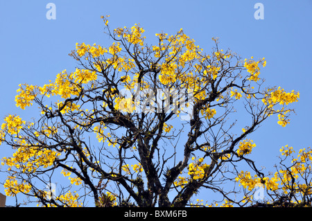 Trumpet flower / Yellow trumpet flower blooming in the garden summer ...