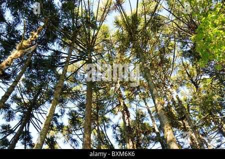 Paraná pine trees, Araucaria angustifolia, growing around farmhouse ...