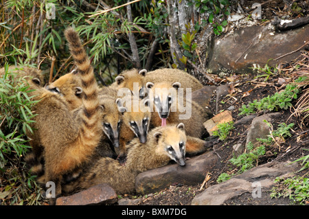Group of wild coatis, Nasua nasua, Santa Catarina, Brazil Stock Photo ...