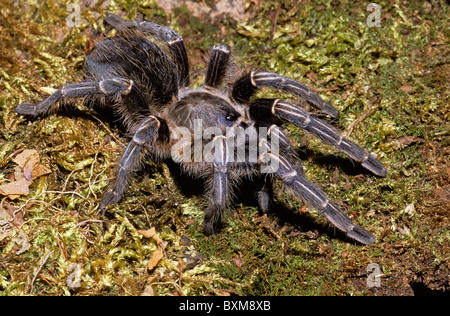 Costa rican zebra tarantula Stock Photo - Alamy