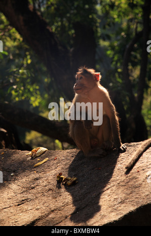 Monkey in jungle. Goa. India Stock Photo - Alamy