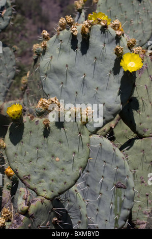 Opuntia robusta, the wheel cactus, nopal tapon, or camuesa Stock Photo ...