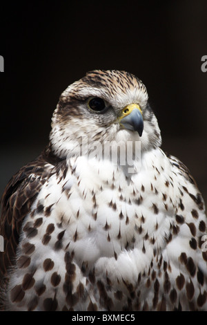 Closeup view of the head of a saker falcon Stock Photo - Alamy