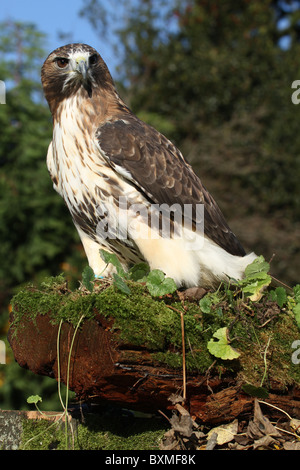 Red Tailed Buzzard Stock Photo - Alamy