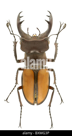 Lucanus laetus (stag beetle) isolated on a white background Stock Photo ...