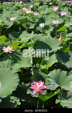 Beautiful water lilies in a park in Ho Chi Minh city Stock Photo - Alamy