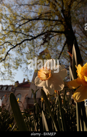 IU Campus- Student Building with blooming flowering tree at Indiana ...