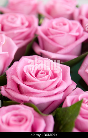 Fresh pink roses Stock Photo - Alamy