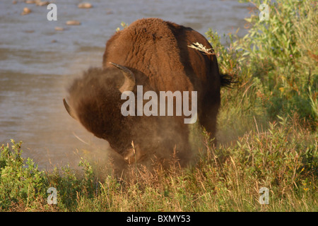 American buffalo (Bison bison) in rut, Yellowstone national park Stock ...