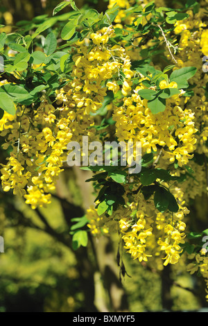 Laburnum in bloom (Cytisus laburnum), Fabaceae-Leguminosae Stock Photo ...
