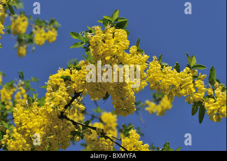 Laburnum in bloom (Cytisus laburnum), Fabaceae-Leguminosae Stock Photo ...