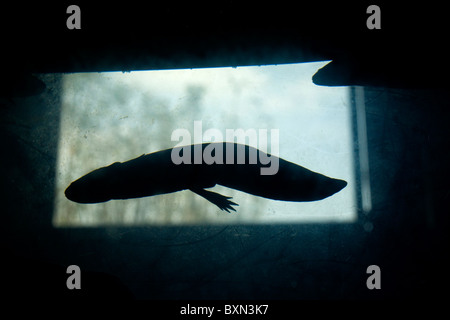 One axolotl, ambystoma mexicanum, a type of salamander swims in a fish ...