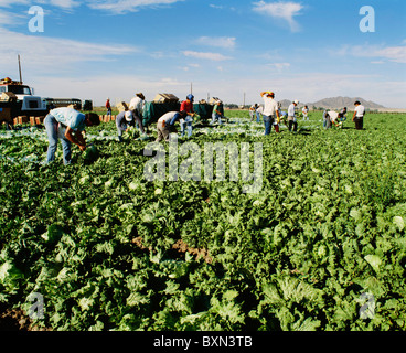 Workers harvesting & packing 'Iceberg' Lettuce crop 'Lactuca sativa var ...
