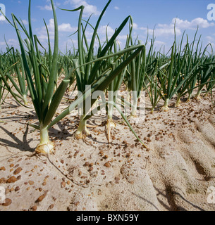 ONIONS GROWING IN THE FIELD VIDALIA, GEORGIA Stock Photo - Alamy