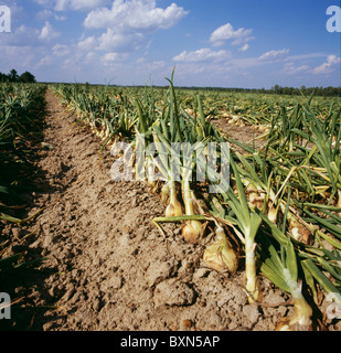 ONIONS GROWING IN THE FIELD VIDALIA, GEORGIA Stock Photo - Alamy