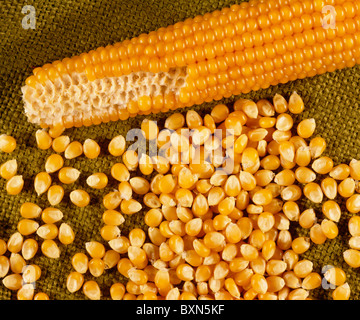 POPCORN, PEARL TYPE (ZEA MAYS EVERTA) / STUDIO Stock Photo - Alamy