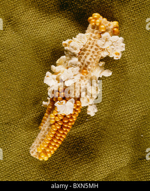 POPCORN, PEARL TYPE (ZEA MAYS EVERTA) / STUDIO Stock Photo - Alamy