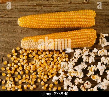 POPCORN, PEARL TYPE (ZEA MAYS EVERTA) / STUDIO Stock Photo - Alamy