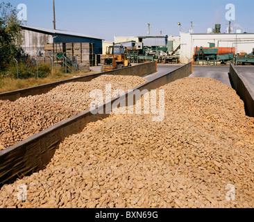 Piles of sweet potatoes in a storage workshop in North China Stock ...